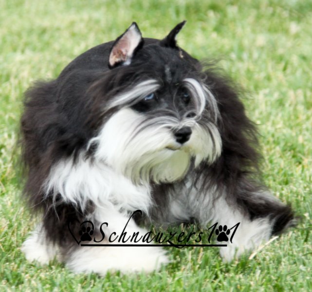 Teacup Schnauzer Breeders & Mini Schnauzer Puppies | Schnauzers 101
