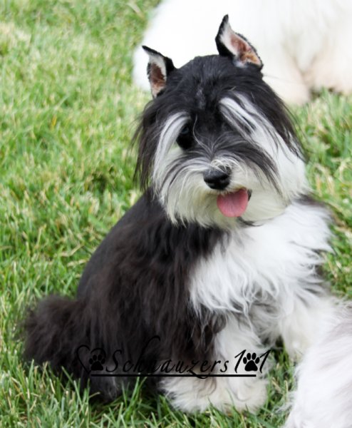 Teacup Schnauzer Breeders & Mini Schnauzer Puppies | Schnauzers 101