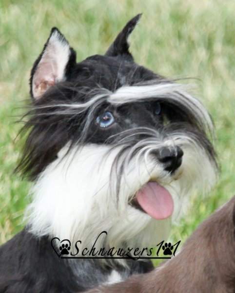 Teacup Schnauzer Breeders & Mini Schnauzer Puppies | Schnauzers 101