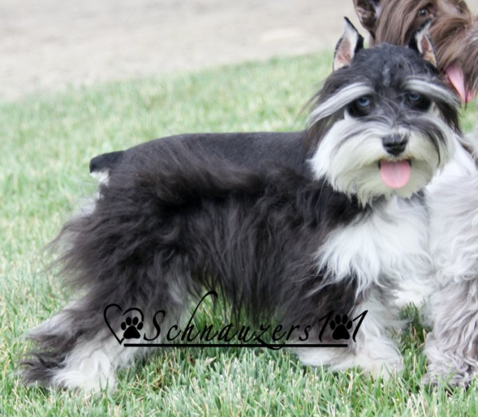Teacup Schnauzer Breeders & Mini Schnauzer Puppies | Schnauzers 101
