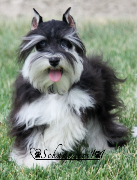 Teacup Schnauzer Breeders & Mini Schnauzer Puppies | Schnauzers 101