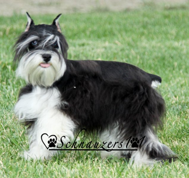 Teacup Schnauzer Breeders & Mini Schnauzer Puppies | Schnauzers 101