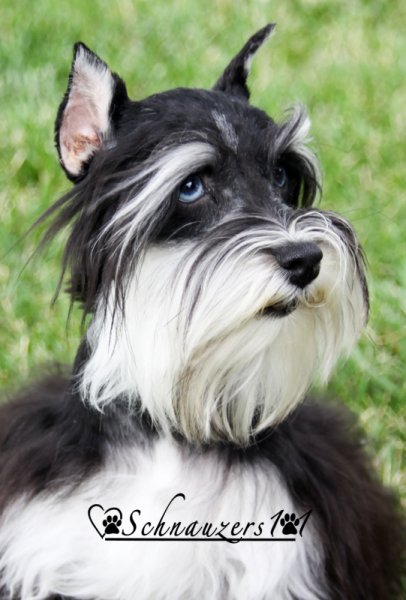 Teacup Schnauzer Breeders & Mini Schnauzer Puppies | Schnauzers 101