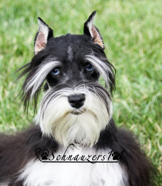 Teacup Schnauzer Breeders & Mini Schnauzer Puppies | Schnauzers 101