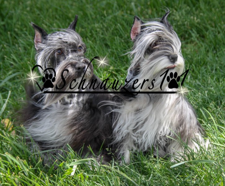 Supercoated Schnauzers & Chocolate Schnauzer Puppies | Schnauzers 101