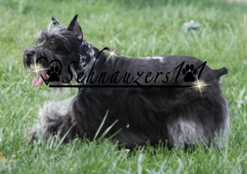 Supercoated Schnauzers & Chocolate Schnauzer Puppies | Schnauzers 101