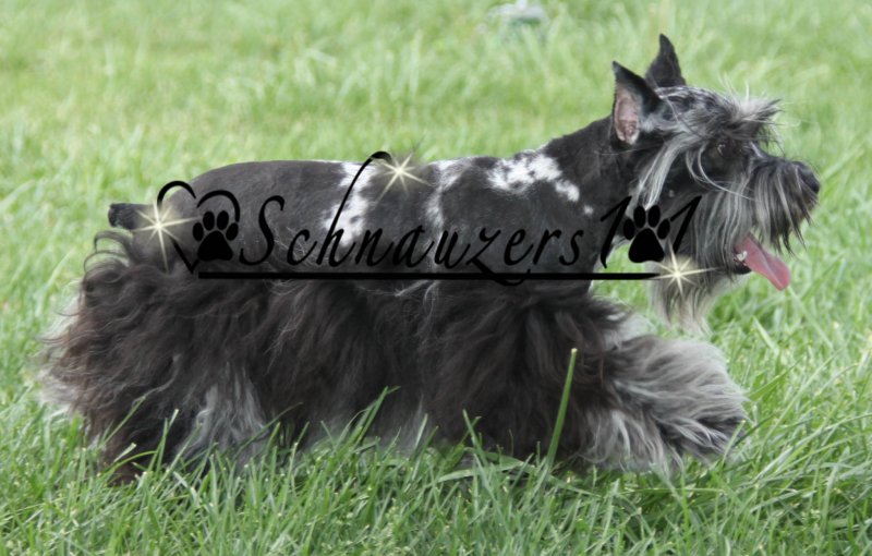 Supercoated Schnauzers & Chocolate Schnauzer Puppies | Schnauzers 101