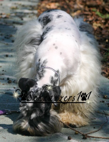 Teacup Schnauzer Breeders & Mini Schnauzer Puppies | Schnauzers 101