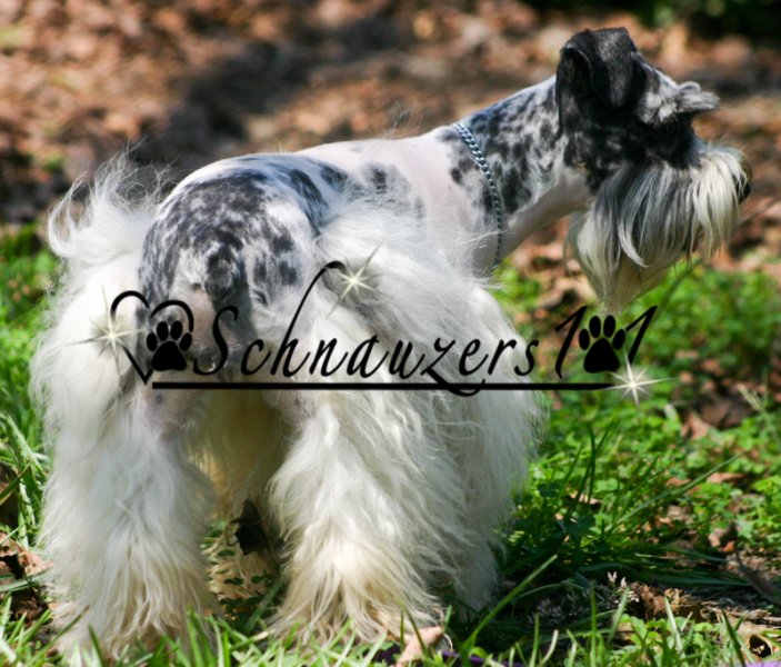 Teacup Schnauzer Breeders & Mini Schnauzer Puppies | Schnauzers 101