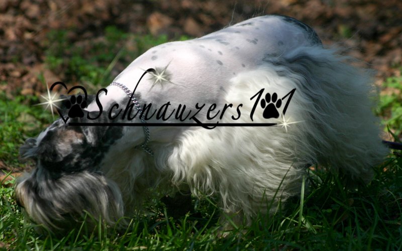 Teacup Schnauzer Breeders & Mini Schnauzer Puppies | Schnauzers 101
