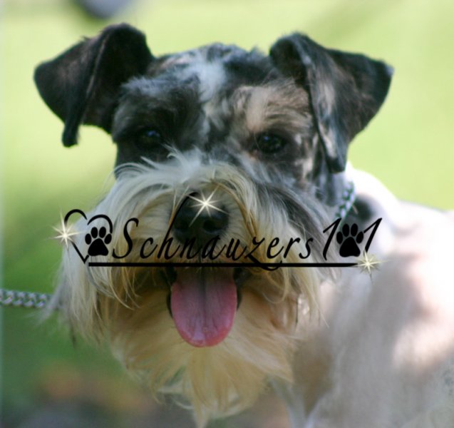 Teacup Schnauzer Breeders & Mini Schnauzer Puppies | Schnauzers 101