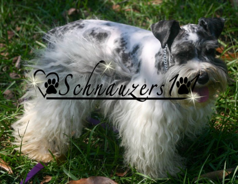 Teacup Schnauzer Breeders & Mini Schnauzer Puppies | Schnauzers 101