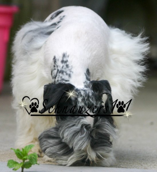 Teacup Schnauzer Breeders & Mini Schnauzer Puppies | Schnauzers 101