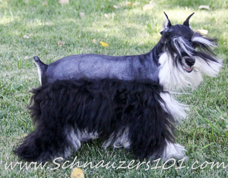 Supercoated Schnauzers & Chocolate Schnauzer Puppies | Schnauzers 101