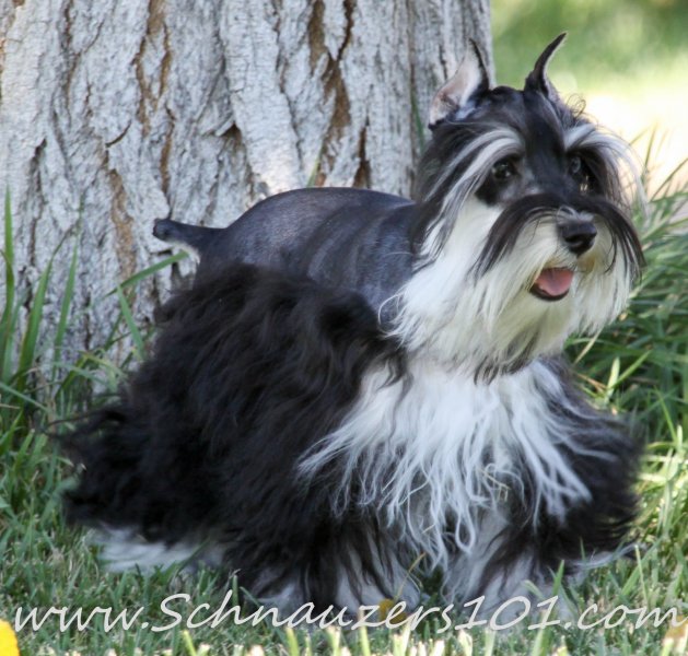 Supercoated Schnauzers & Chocolate Schnauzer Puppies | Schnauzers 101