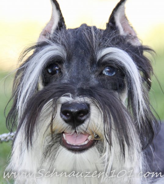 Supercoated Schnauzers & Chocolate Schnauzer Puppies | Schnauzers 101