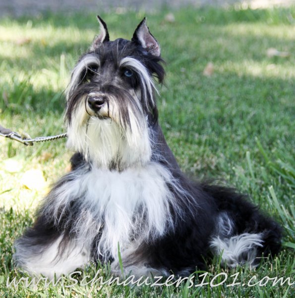 Supercoated Schnauzers & Chocolate Schnauzer Puppies | Schnauzers 101