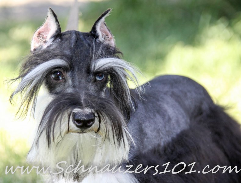 Supercoated Schnauzers & Chocolate Schnauzer Puppies | Schnauzers 101