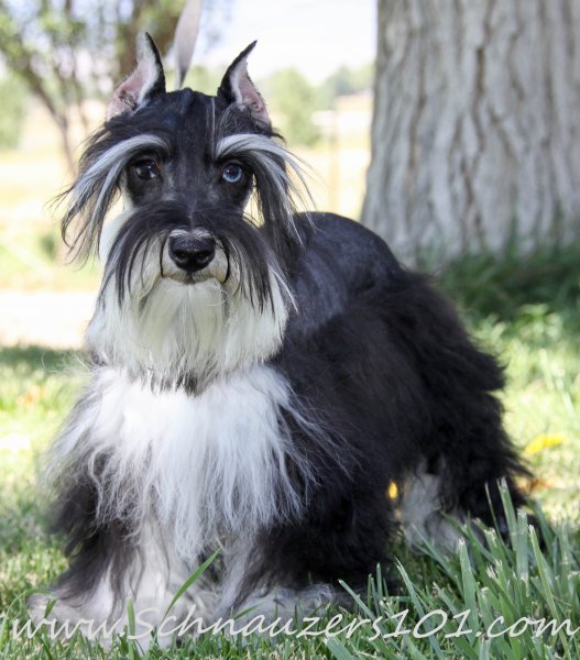 Supercoated Schnauzers & Chocolate Schnauzer Puppies | Schnauzers 101