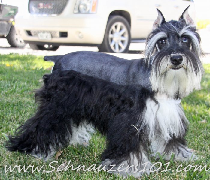 Supercoated Schnauzers & Chocolate Schnauzer Puppies | Schnauzers 101