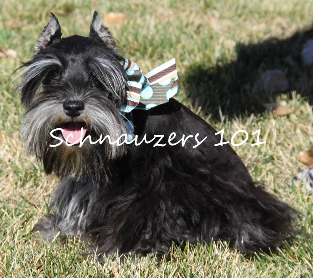Supercoated Schnauzers & Chocolate Schnauzer Puppies in Phoenix, AZ ...