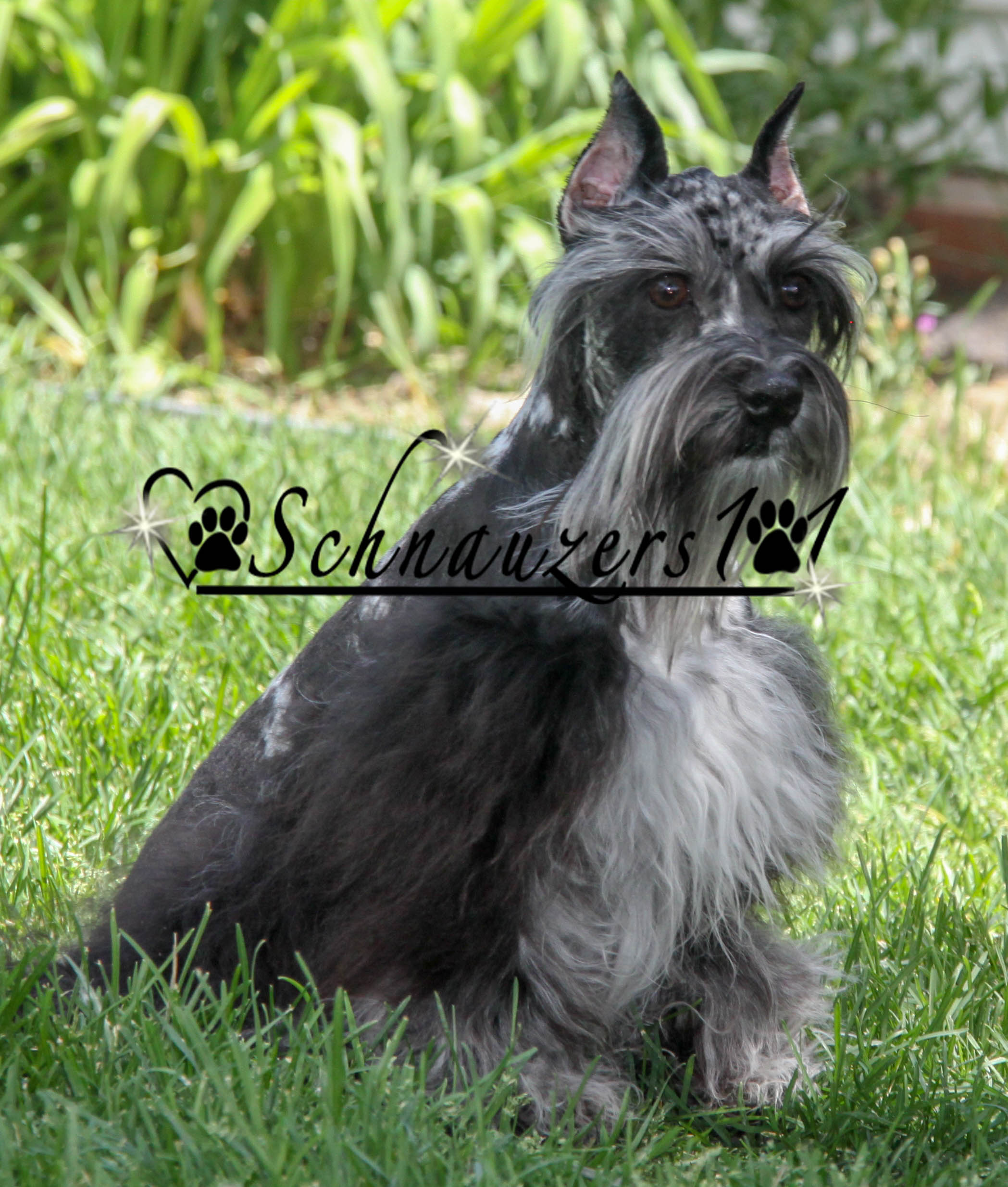 Supercoated Schnauzers & Chocolate Schnauzer Puppies | Schnauzers 101