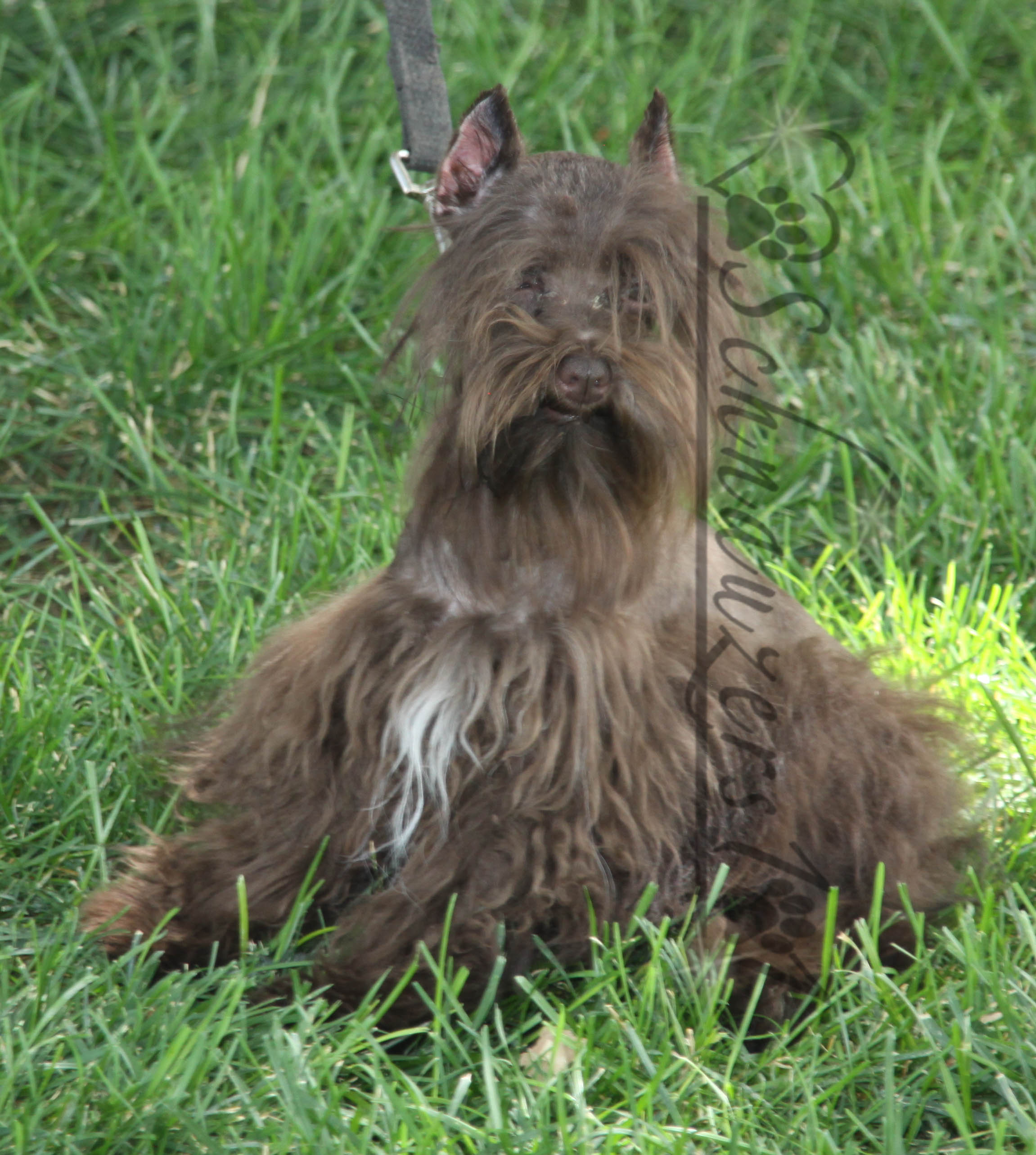 Supercoated Schnauzers & Chocolate Schnauzer Puppies | Schnauzers 101
