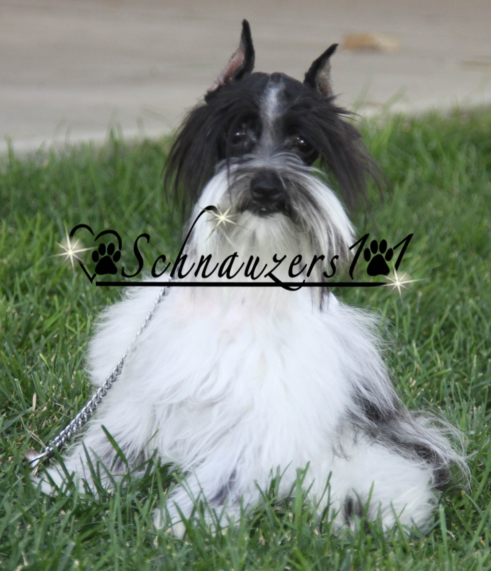 Supercoated Schnauzers & Chocolate Schnauzer Puppies | Schnauzers 101