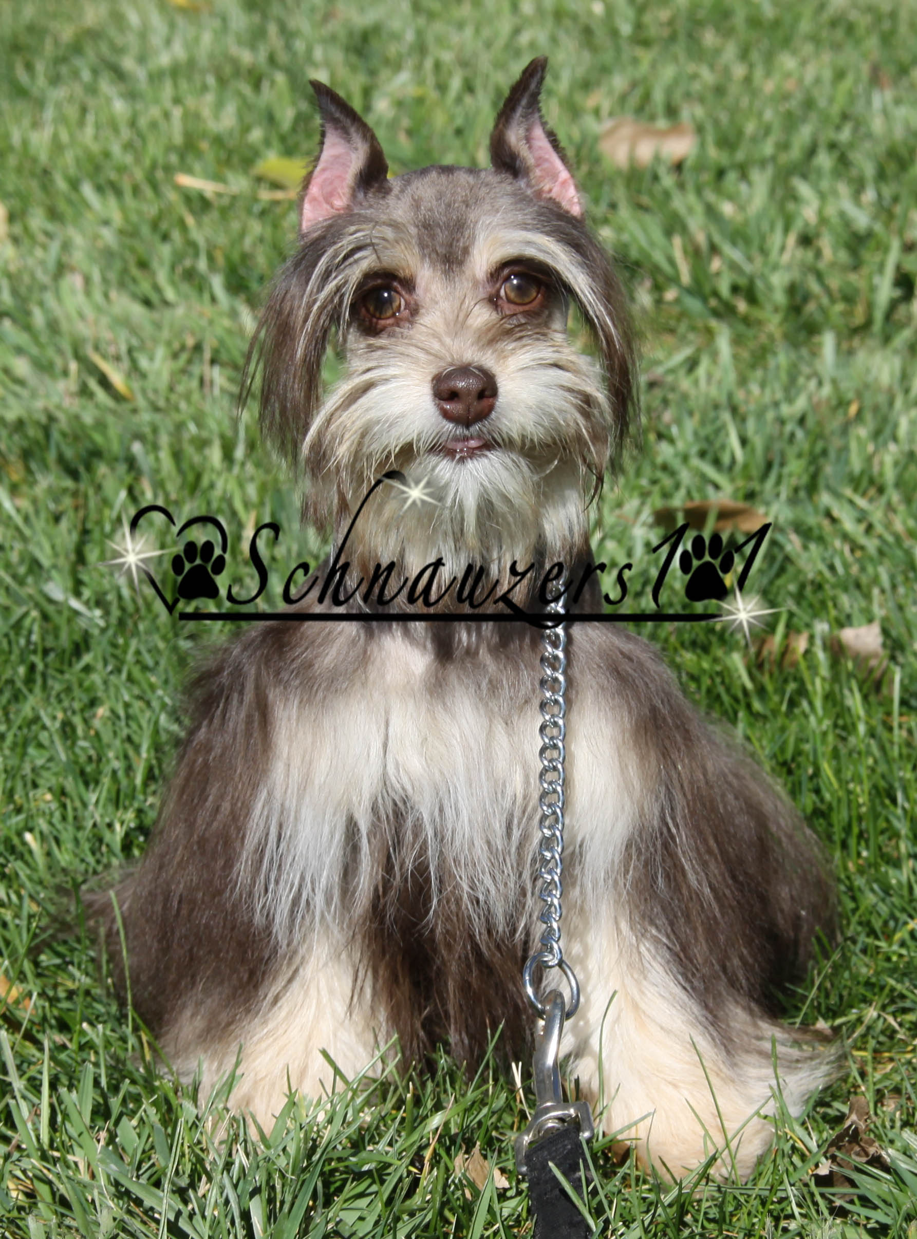 Supercoated Schnauzers & Chocolate Schnauzer Puppies | Schnauzers 101