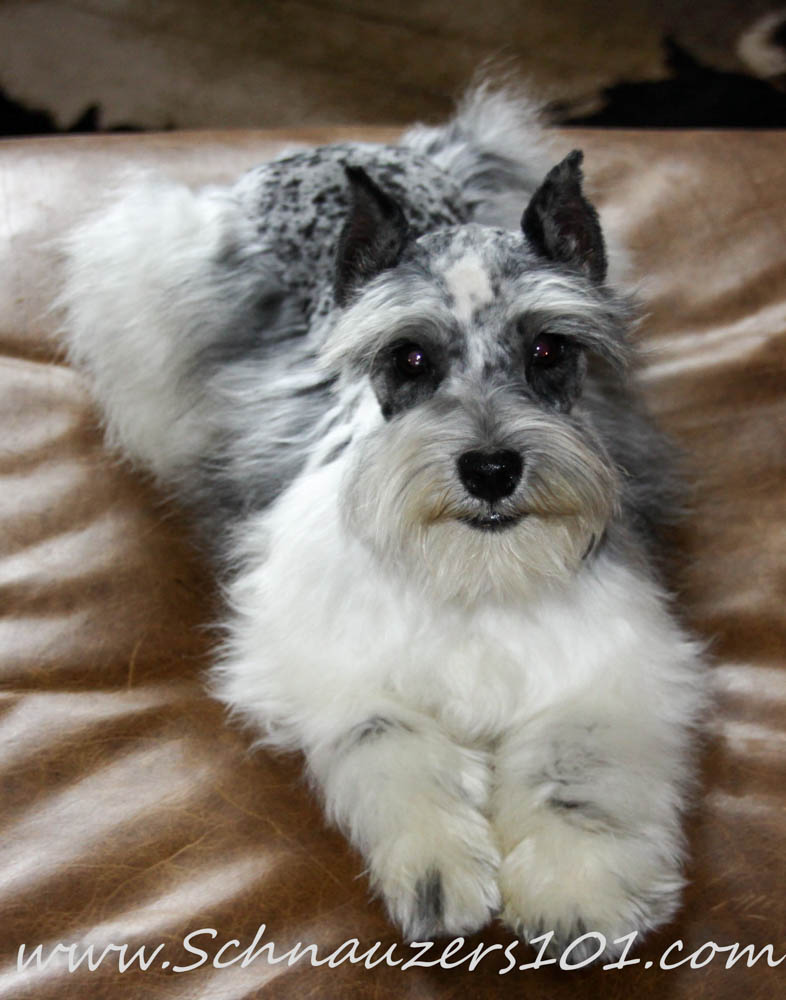 Supercoated Schnauzers & Chocolate Schnauzer Puppies | Schnauzers 101