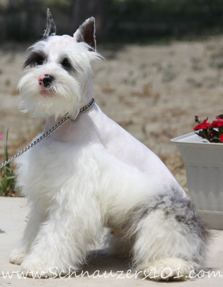 Supercoated Schnauzers & Chocolate Schnauzer Puppies | Schnauzers 101