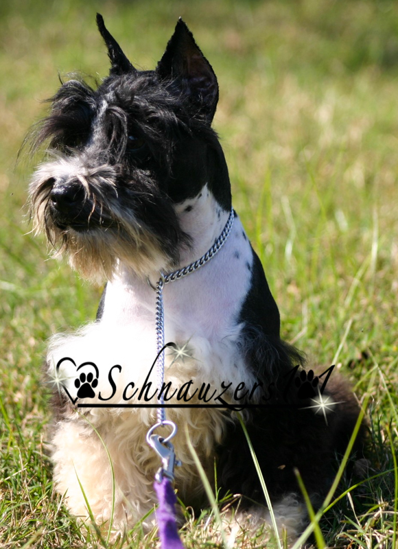 Supercoated Schnauzers & Chocolate Schnauzer Puppies in Phoenix, AZ ...