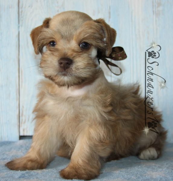 Blue, Red, & Lilac Schnauzer Puppies for Sale | Schnauzers 101