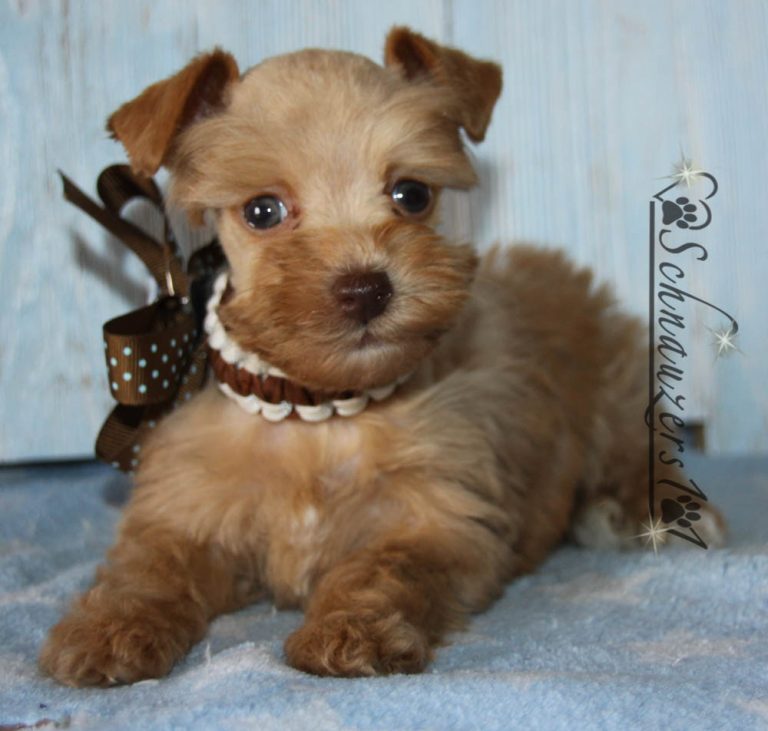 Blue, Red, & Lilac Schnauzer Puppies for Sale | Schnauzers 101