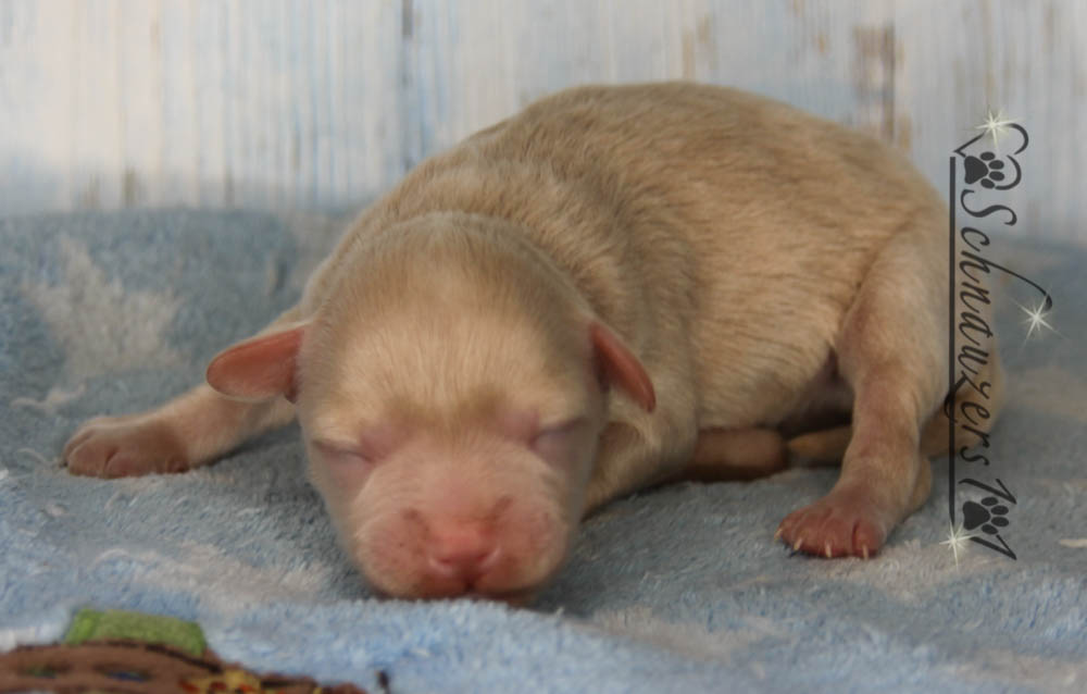 Blue, Red, & Lilac Schnauzer Puppies for Sale | Schnauzers 101