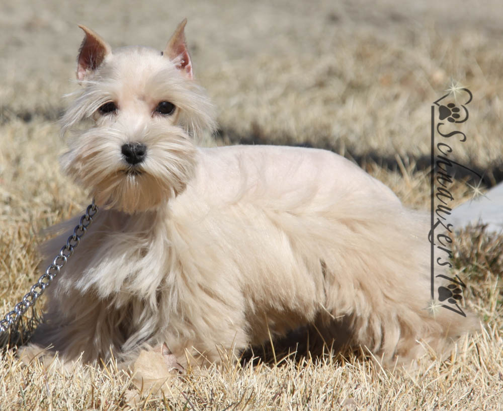 Blue, Red, & Lilac Schnauzer Puppies for Sale | Schnauzers 101