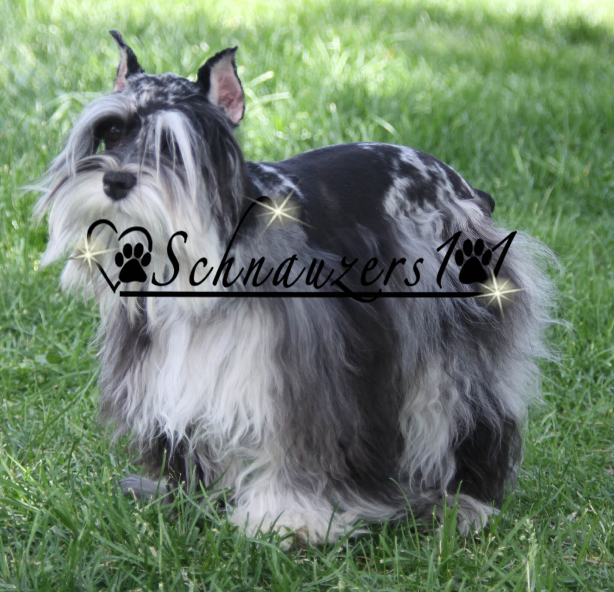 Blue, Red, & Lilac Schnauzer Puppies for Sale | Schnauzers 101