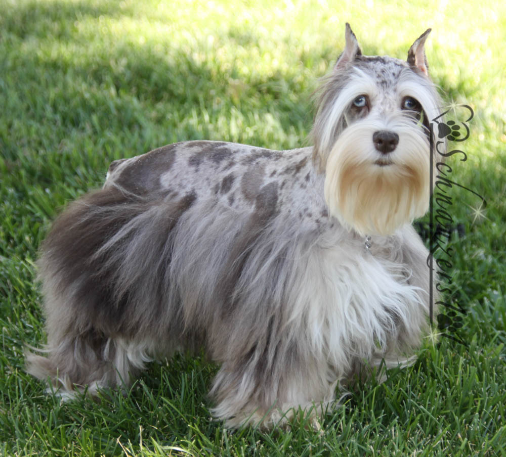 Blue, Red, & Lilac Schnauzer Puppies for Sale | Schnauzers 101