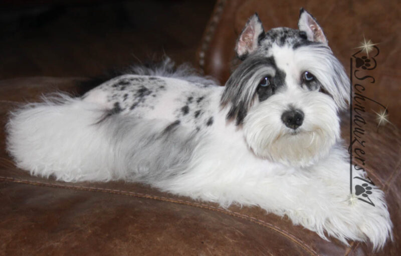 Blue, Red, & Lilac Schnauzer Puppies for Sale | Schnauzers 101