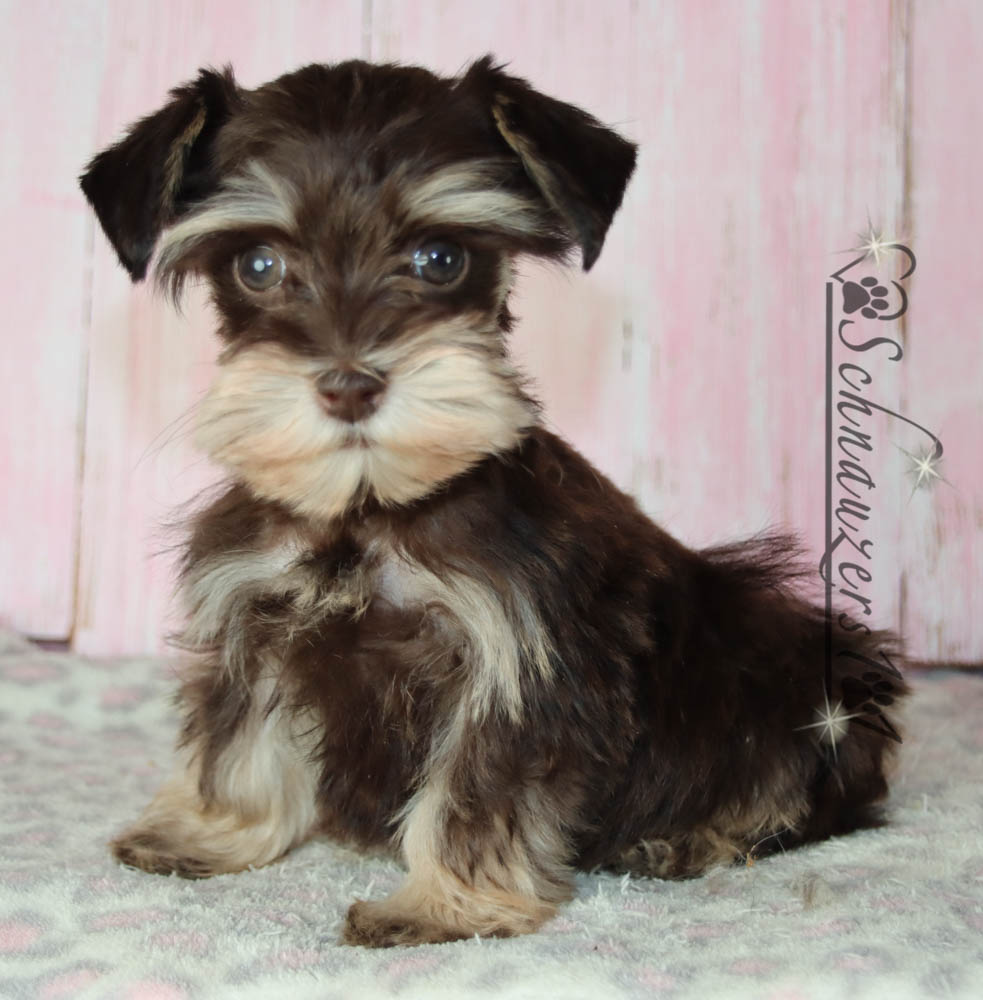 Teacup & Mini Schnauzer Puppies for Sale | Schnauzers 101