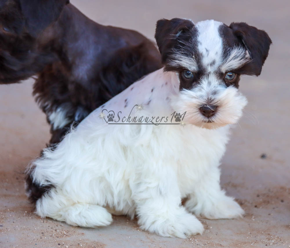 Teacup & Mini Schnauzer Puppies for Sale | Schnauzers 101